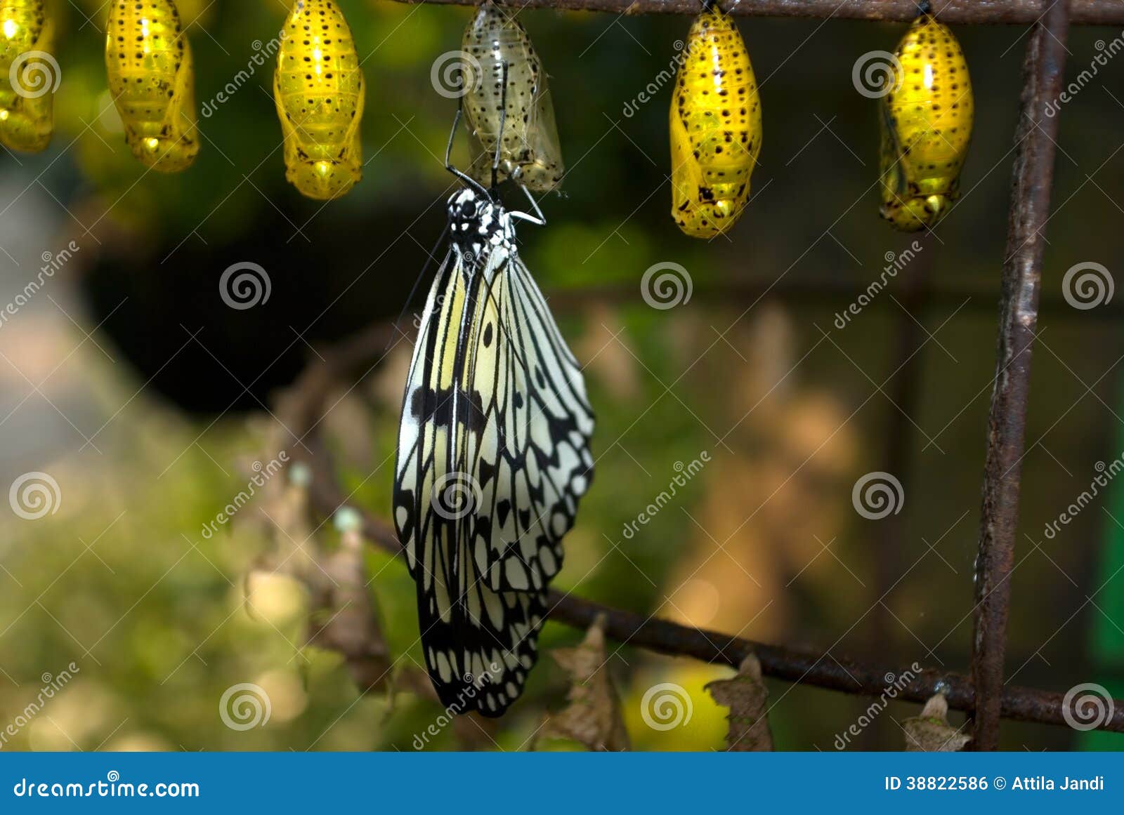 Large Tree Nymph and Its Pupa, Penang, Malaysia Stock Photo - Image of ...