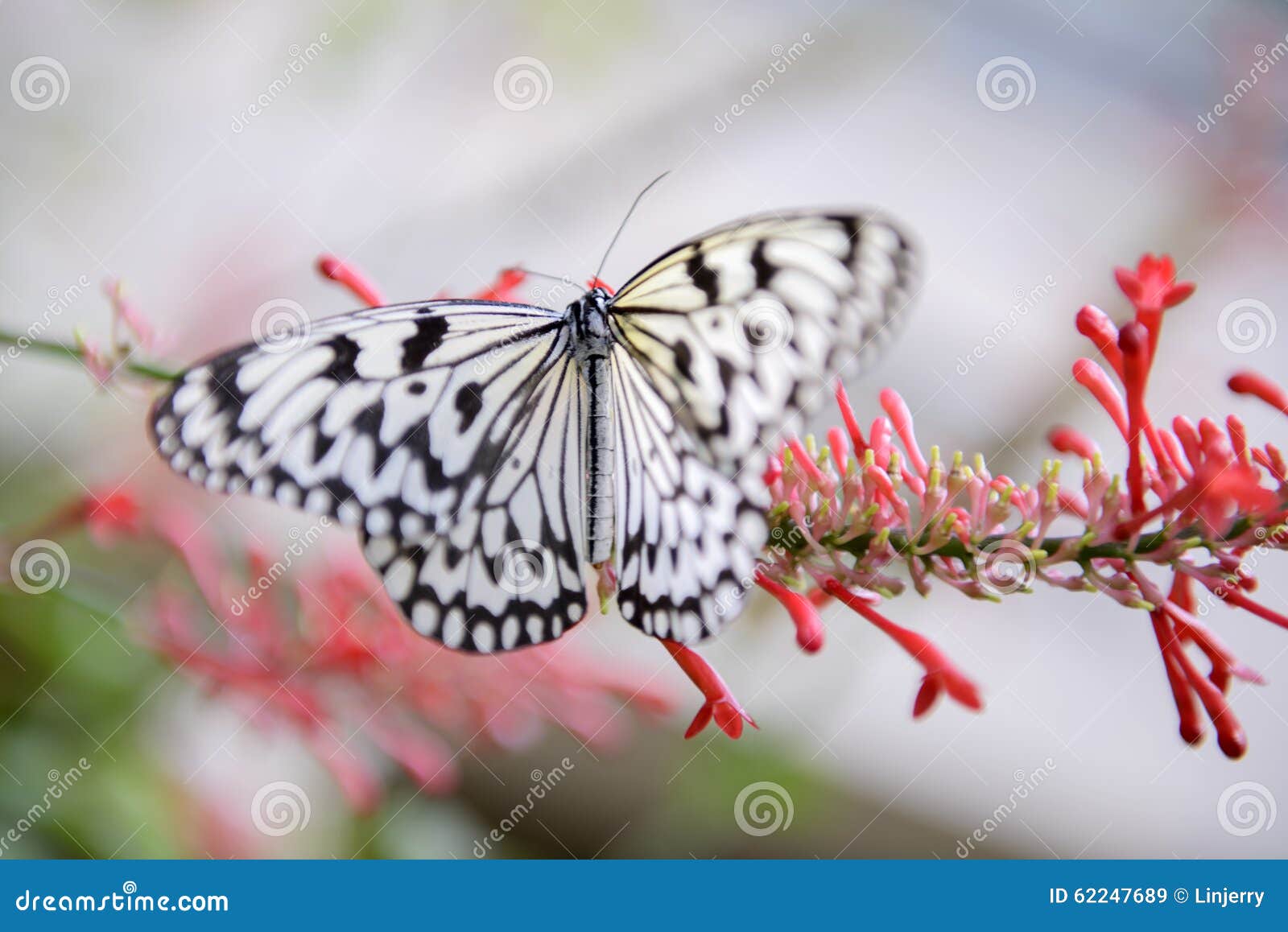 Large Tree Nymphs Butterfly Stock Image - Image of decorative, black ...