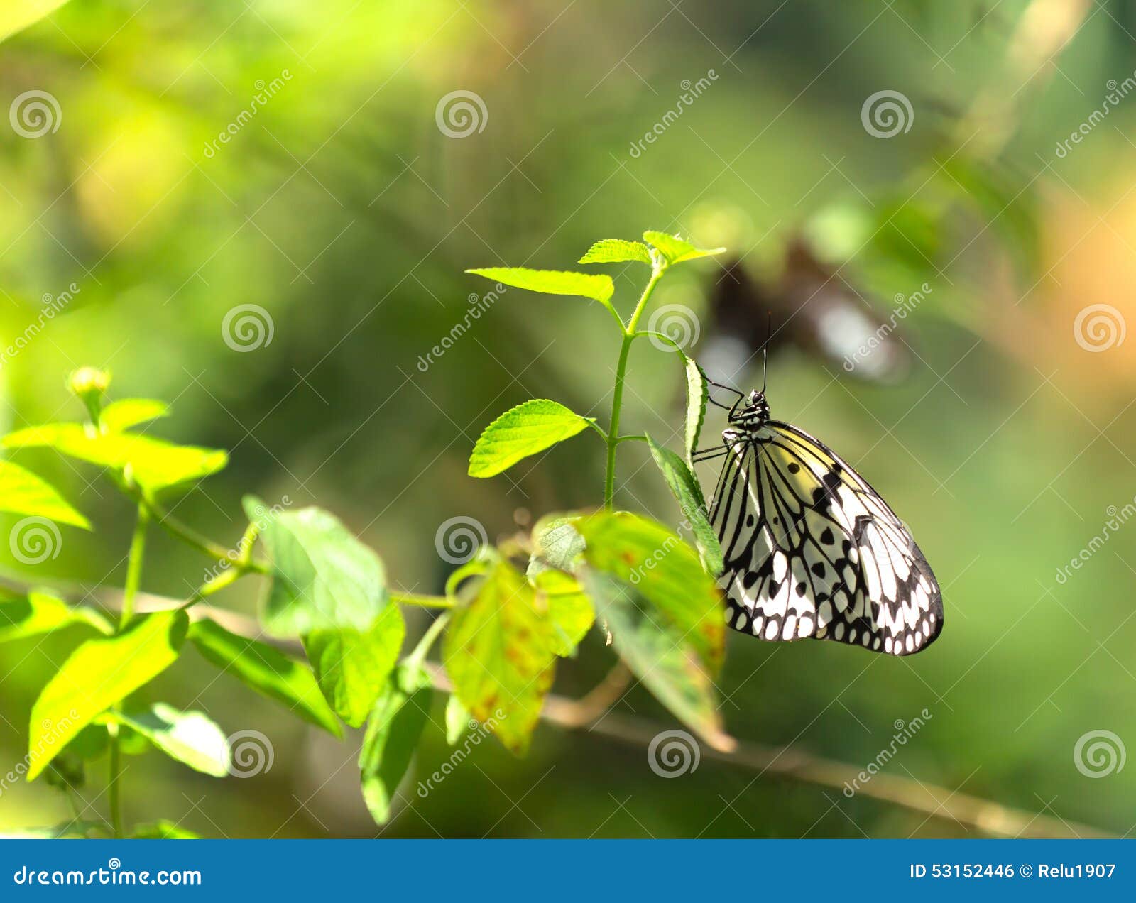 Large Tree Nymphs Butterfly Stock Photo - Image of large, detail: 53152446