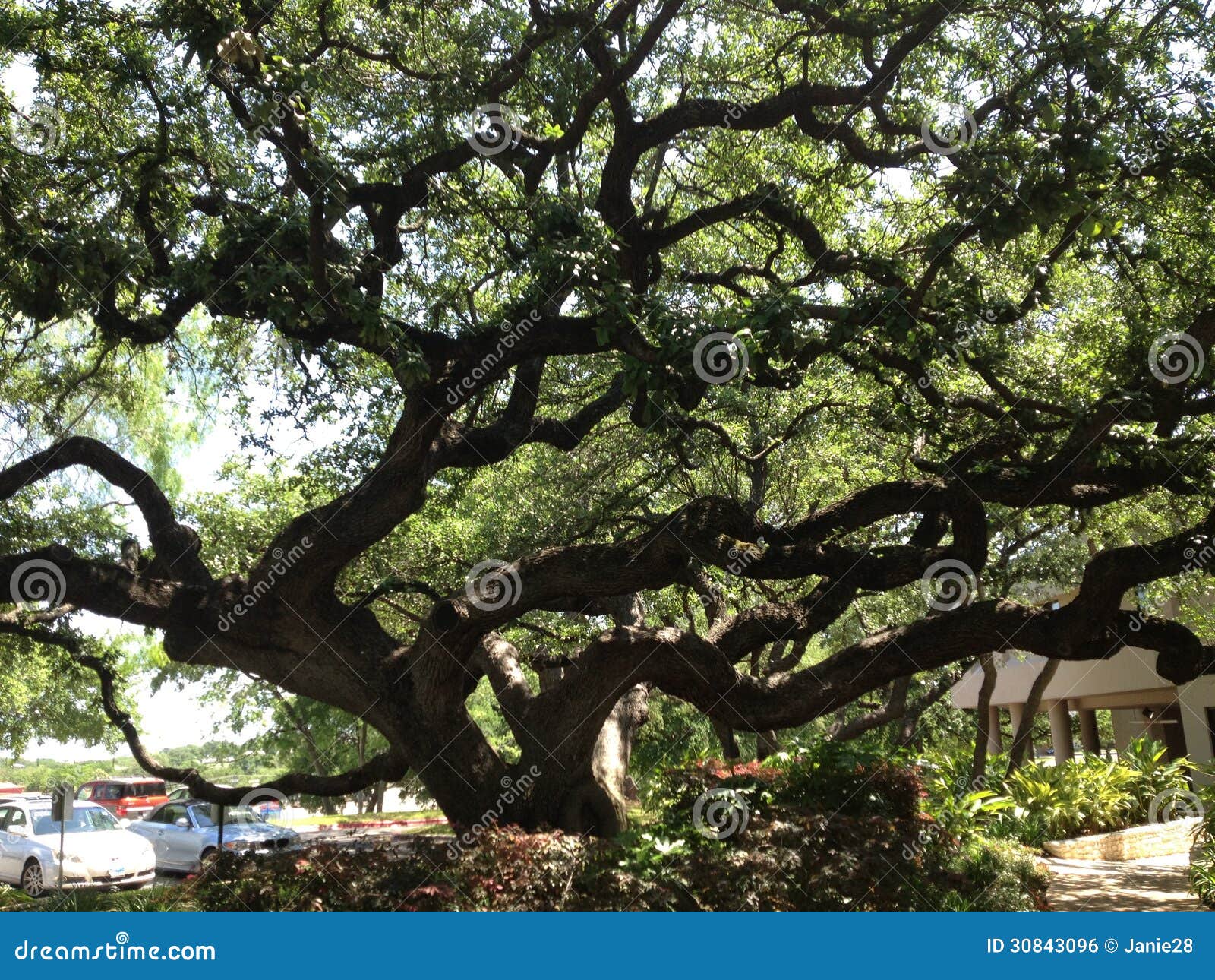 Large Tree Royalty Free Stock Image - Image: 30843096