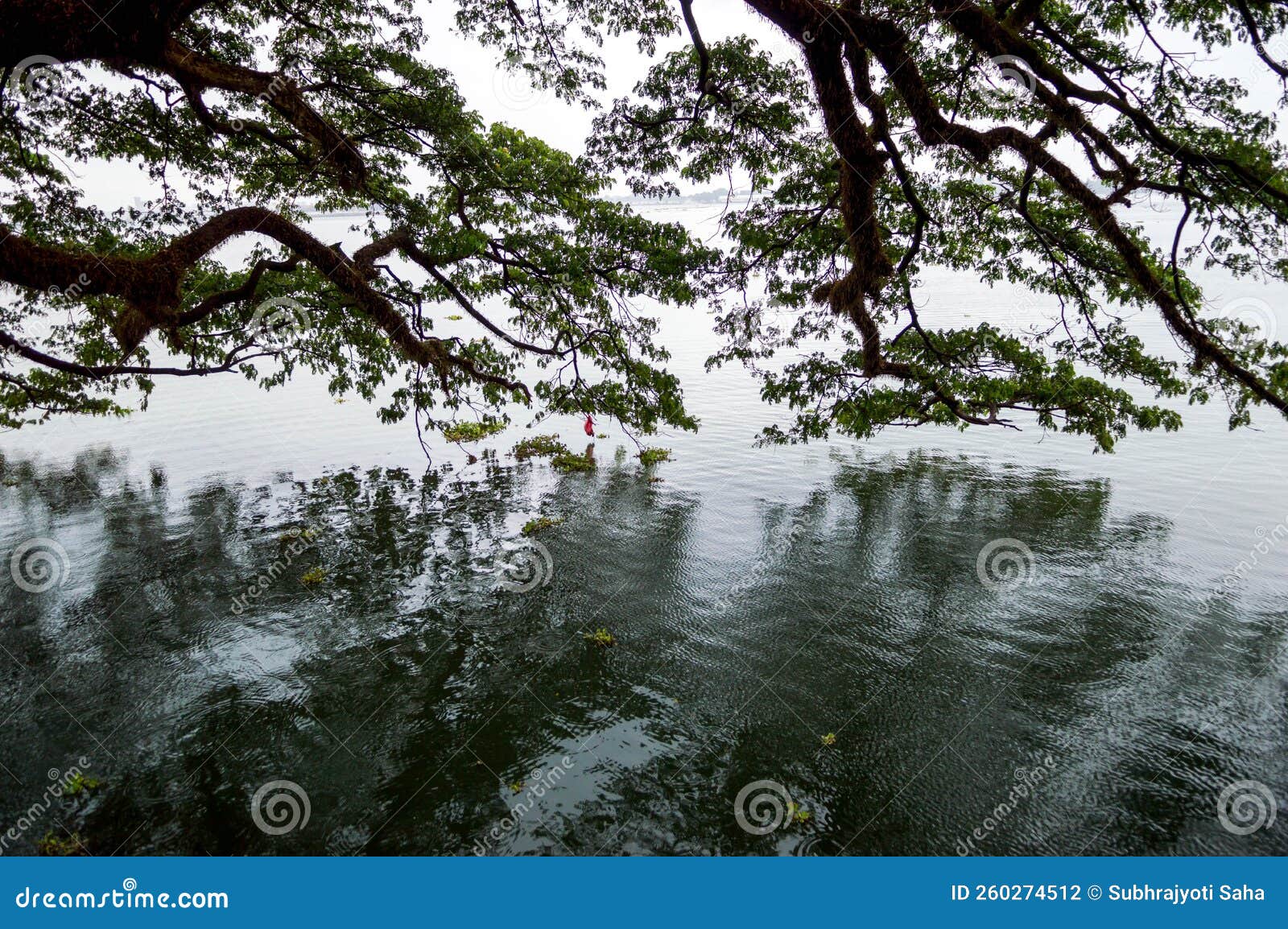 A Large Tree Overhead with Multiple Branches Leaning on a Lake Stock ...