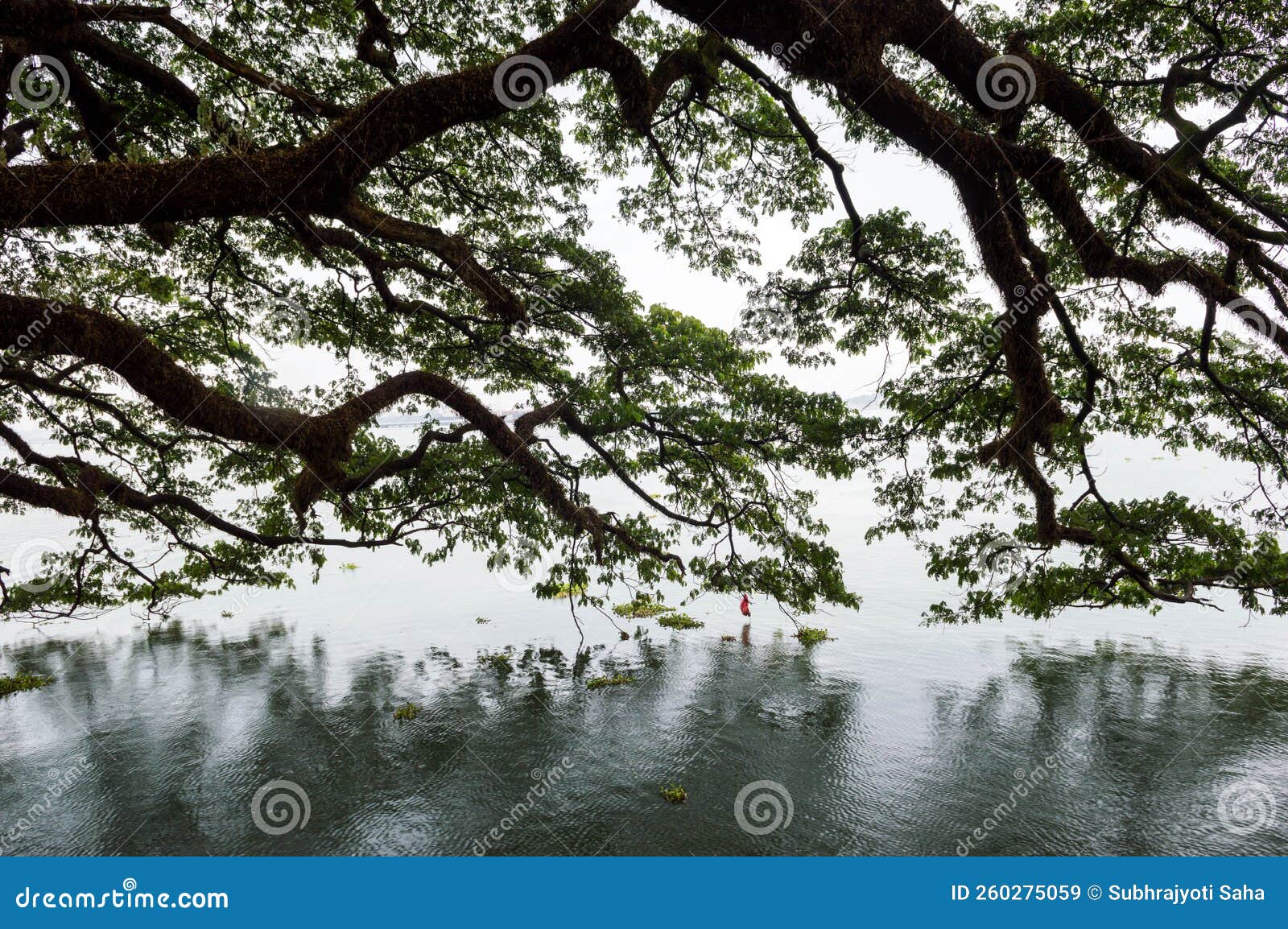 A Large Tree Overhead with Multiple Branches is Leaning on a Tranquil ...
