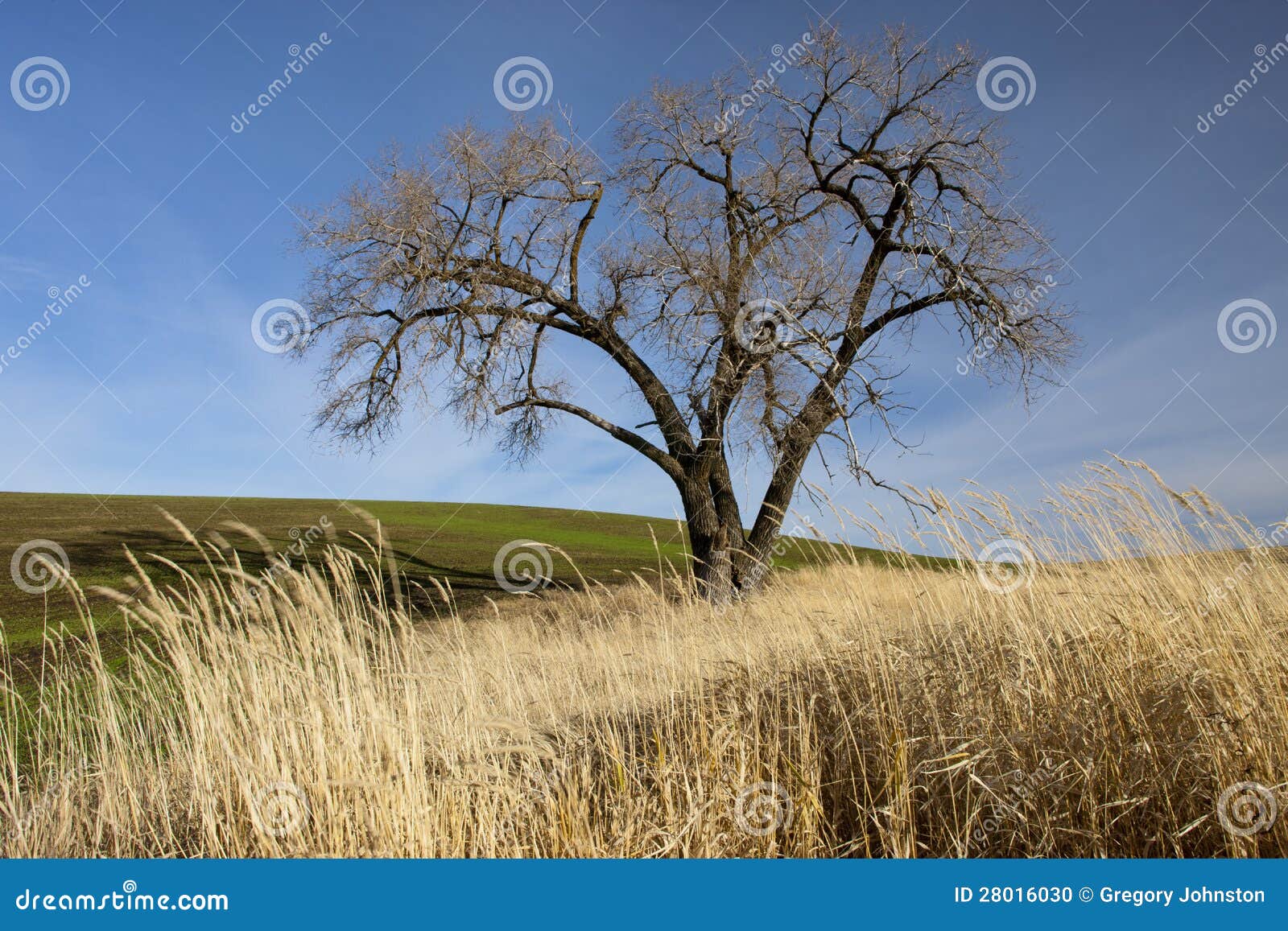 Large tree in the palouse. stock photo. Image of branch - 28016030