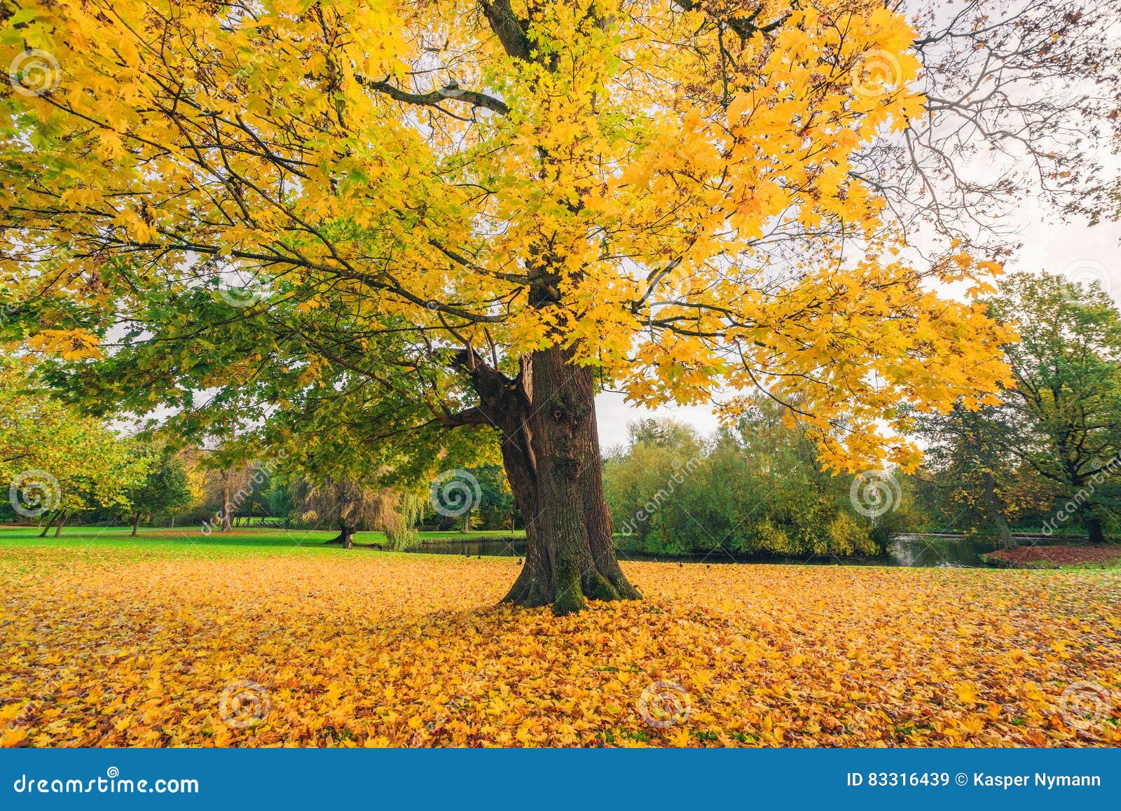 Large Tree in a Park in Autumn Stock Image - Image of maple ...