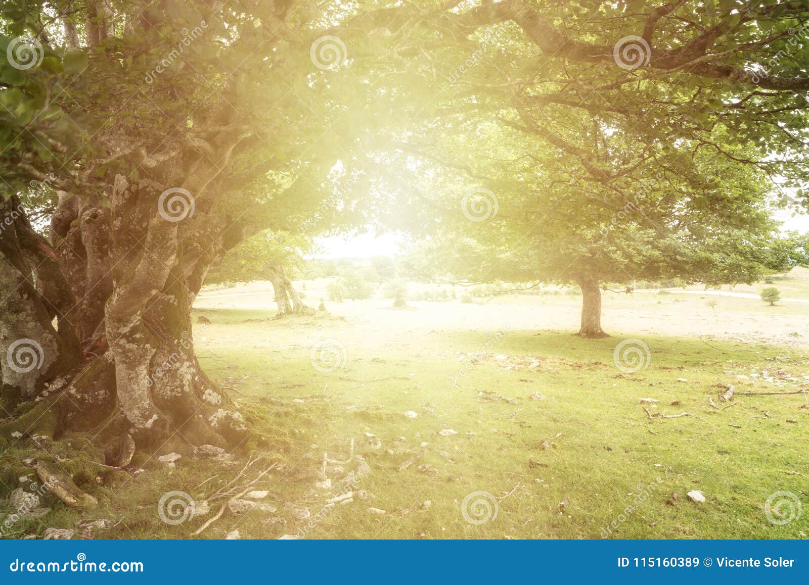 A Large Tree Pierced by Sun Rays Stock Image - Image of park, misty ...