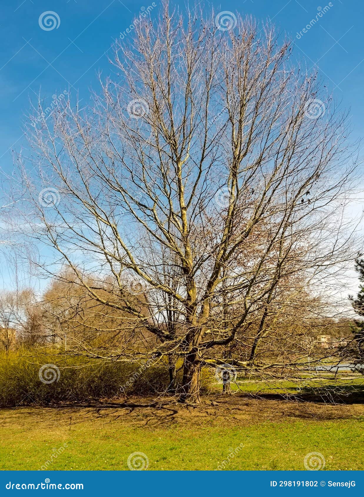A Large Tree (plane Tree!?) in a Leafless State in Early Spring. Stock ...