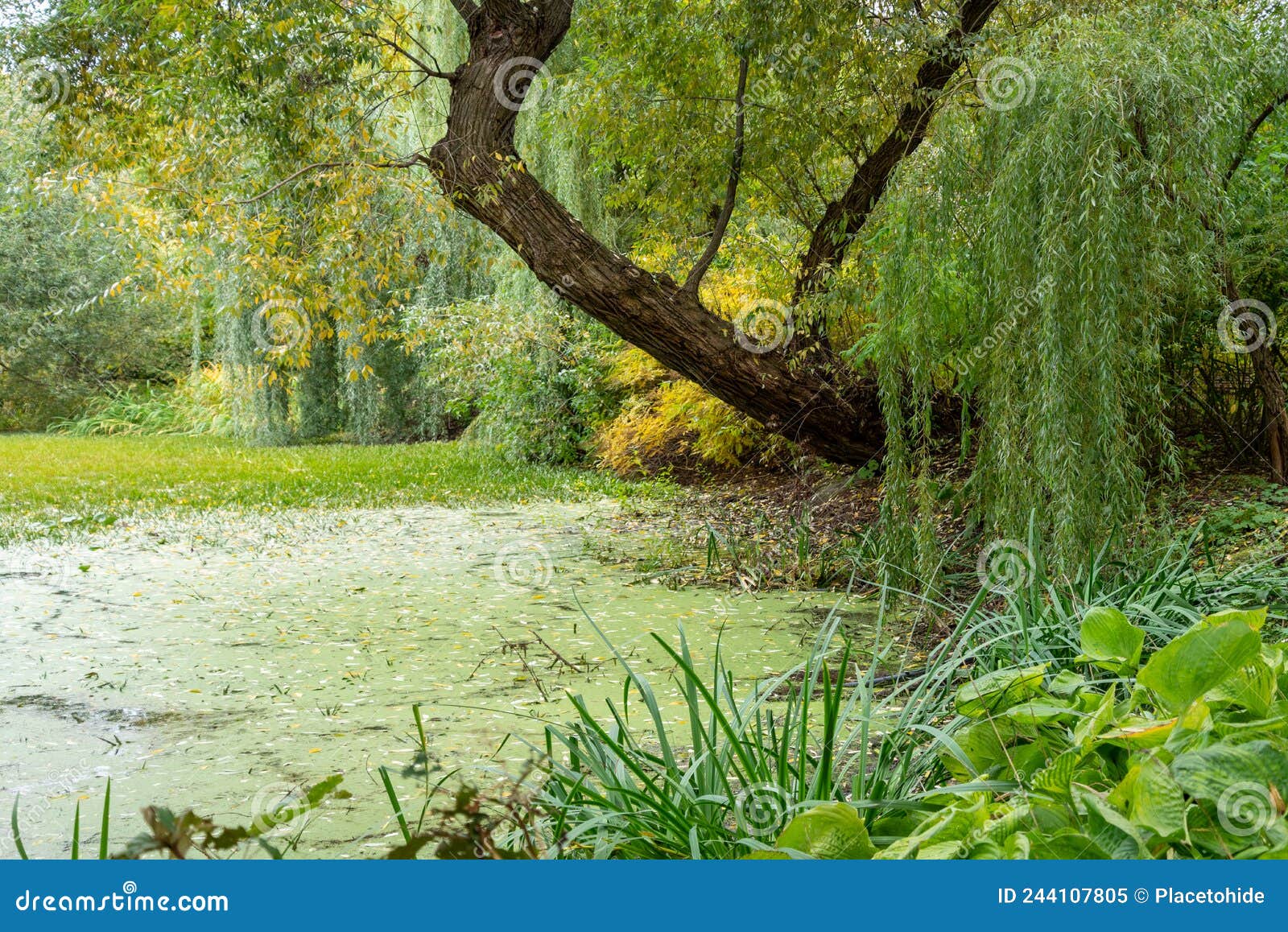 Large Tree on Pond Shore Bent Over Water Surface at Warm Summer Evening ...