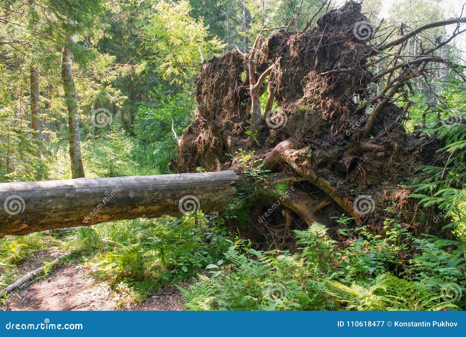 A Large Tree with a Powerful Root System Fell Stock Image - Image of ...