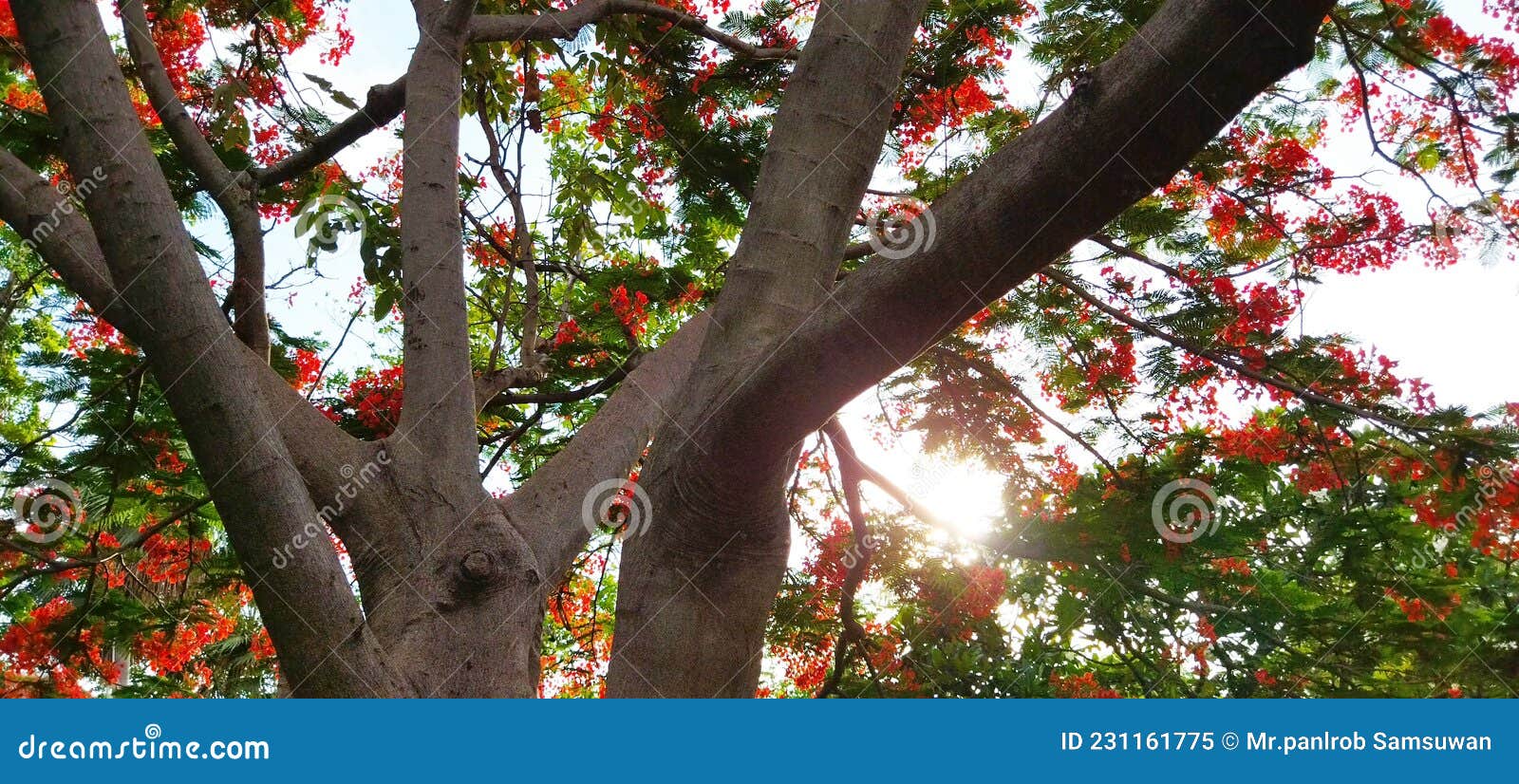 A Large Tree with Red Flowers in the Forest. Stock Image - Image of ...