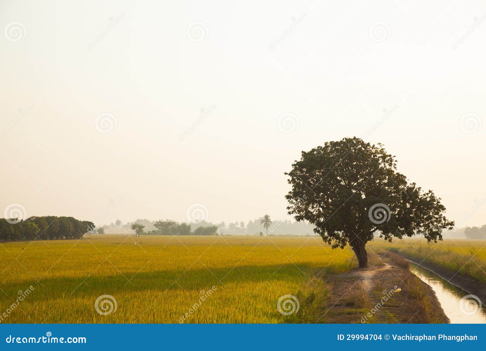 Large tree in rice fields. stock photo. Image of outdoors - 29994704