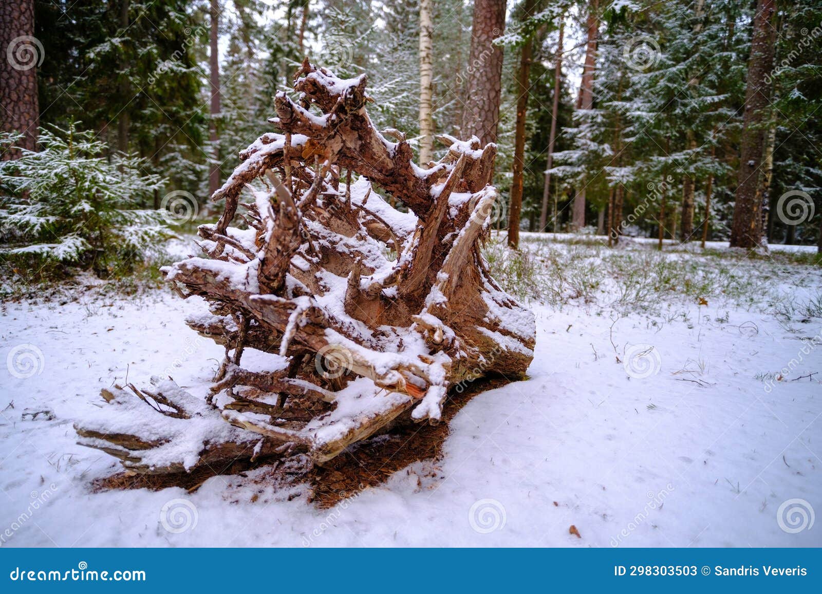 A Large Tree Root Fell. a Peculiar Natural Formation in Winter Stock ...