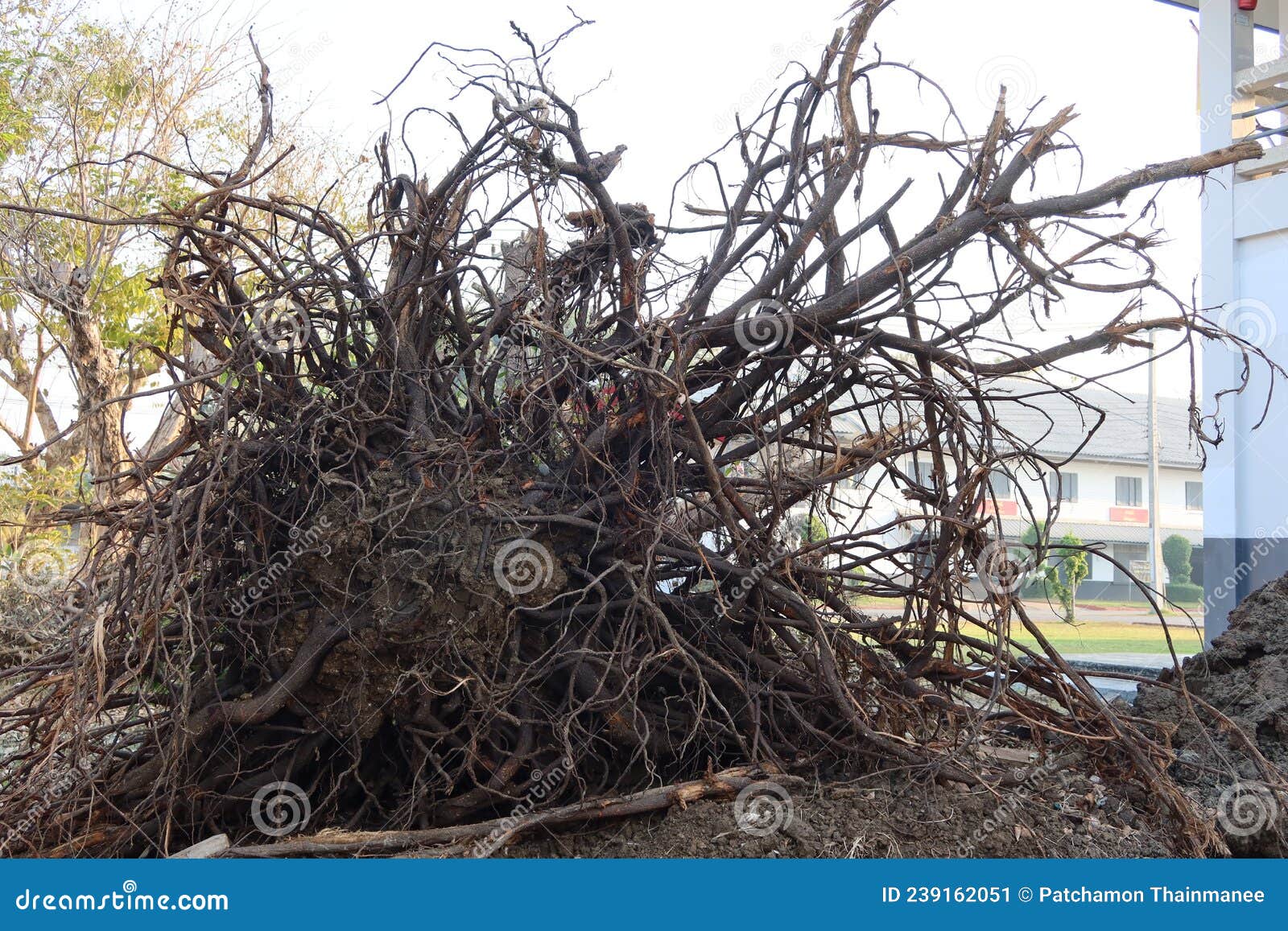 A Large Tree Root that Fell by a Storm in the Rainy Season, Selectable ...