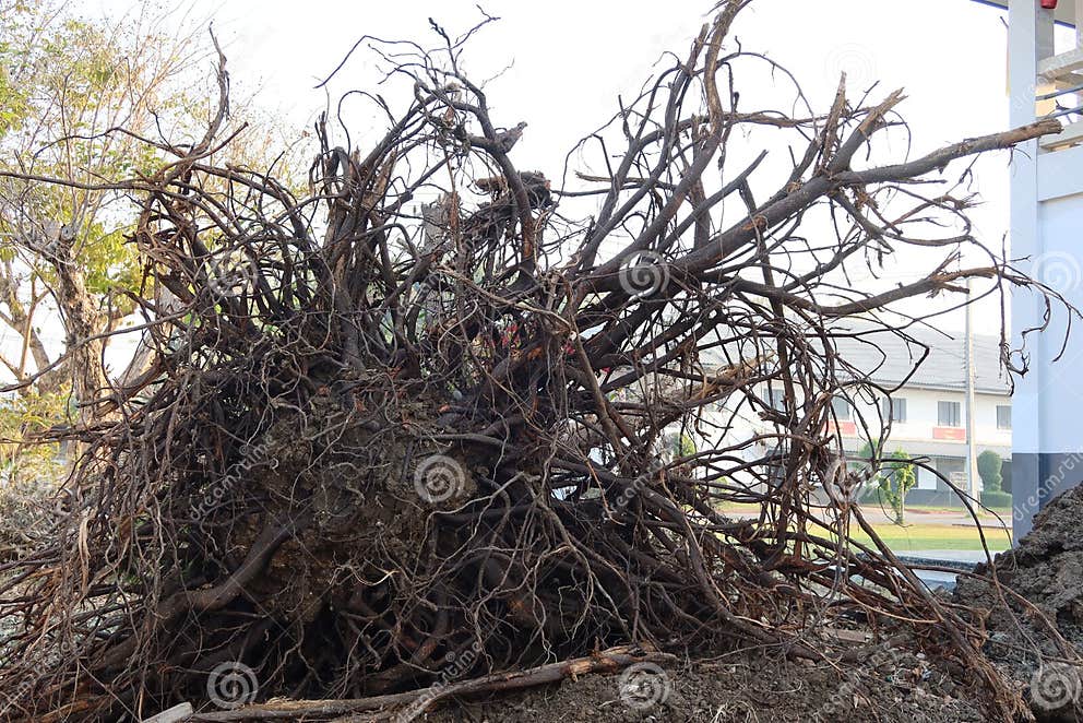 A Large Tree Root that Fell by a Storm in the Rainy Season, Selectable ...