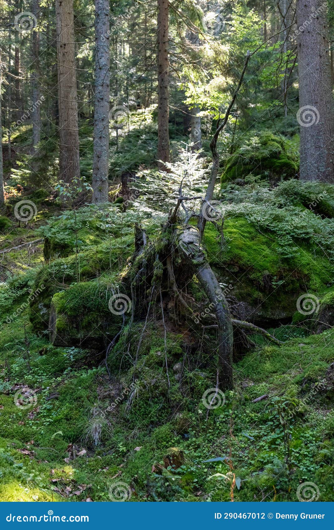 A Large Tree Root in a Forest Stock Photo - Image of root ...