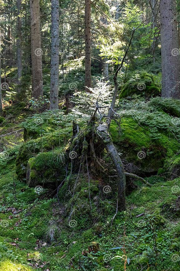 A Large Tree Root in a Forest Stock Photo - Image of root ...