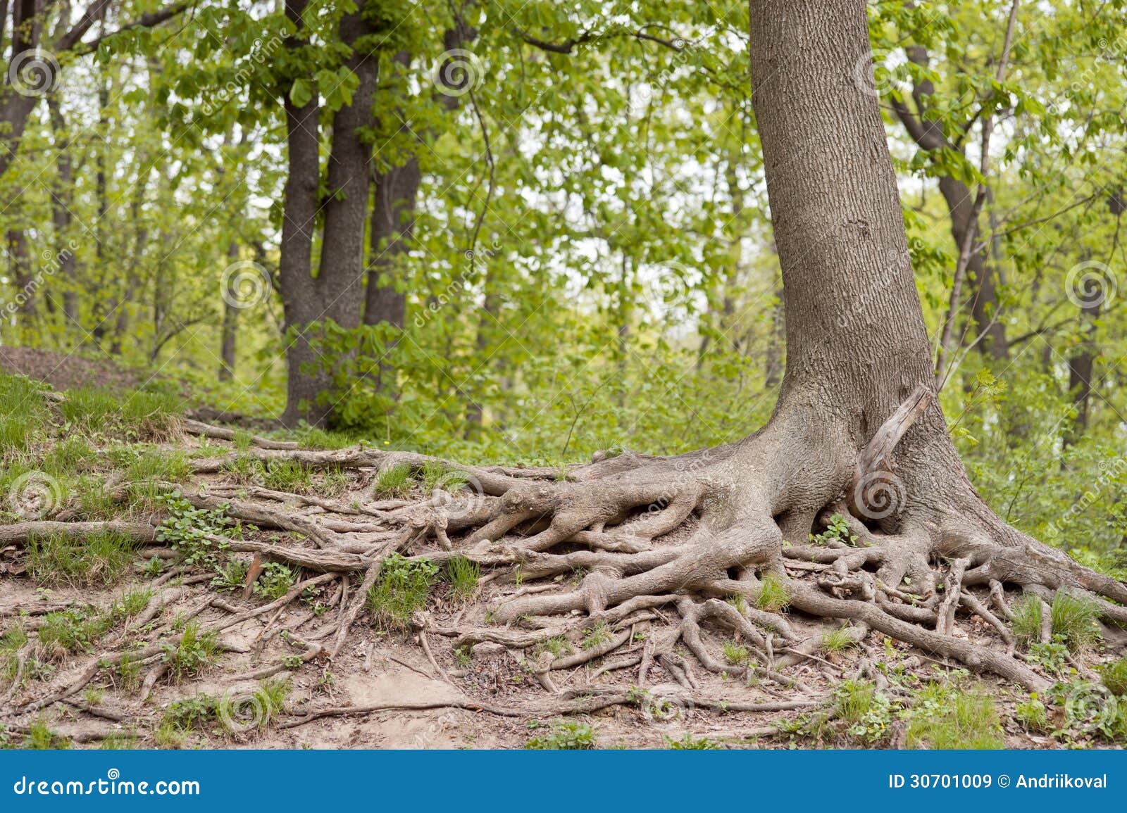 Large tree root stock image. Image of summer, large, tree - 30701009