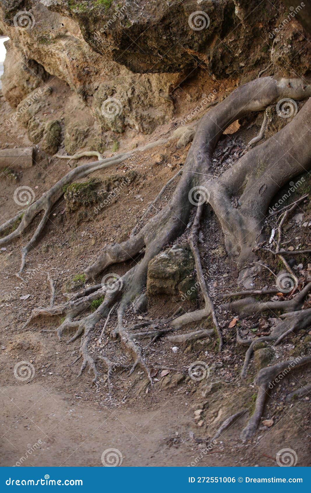 A Large Tree Root in the Shape of an Octopus Stock Photo - Image of ...