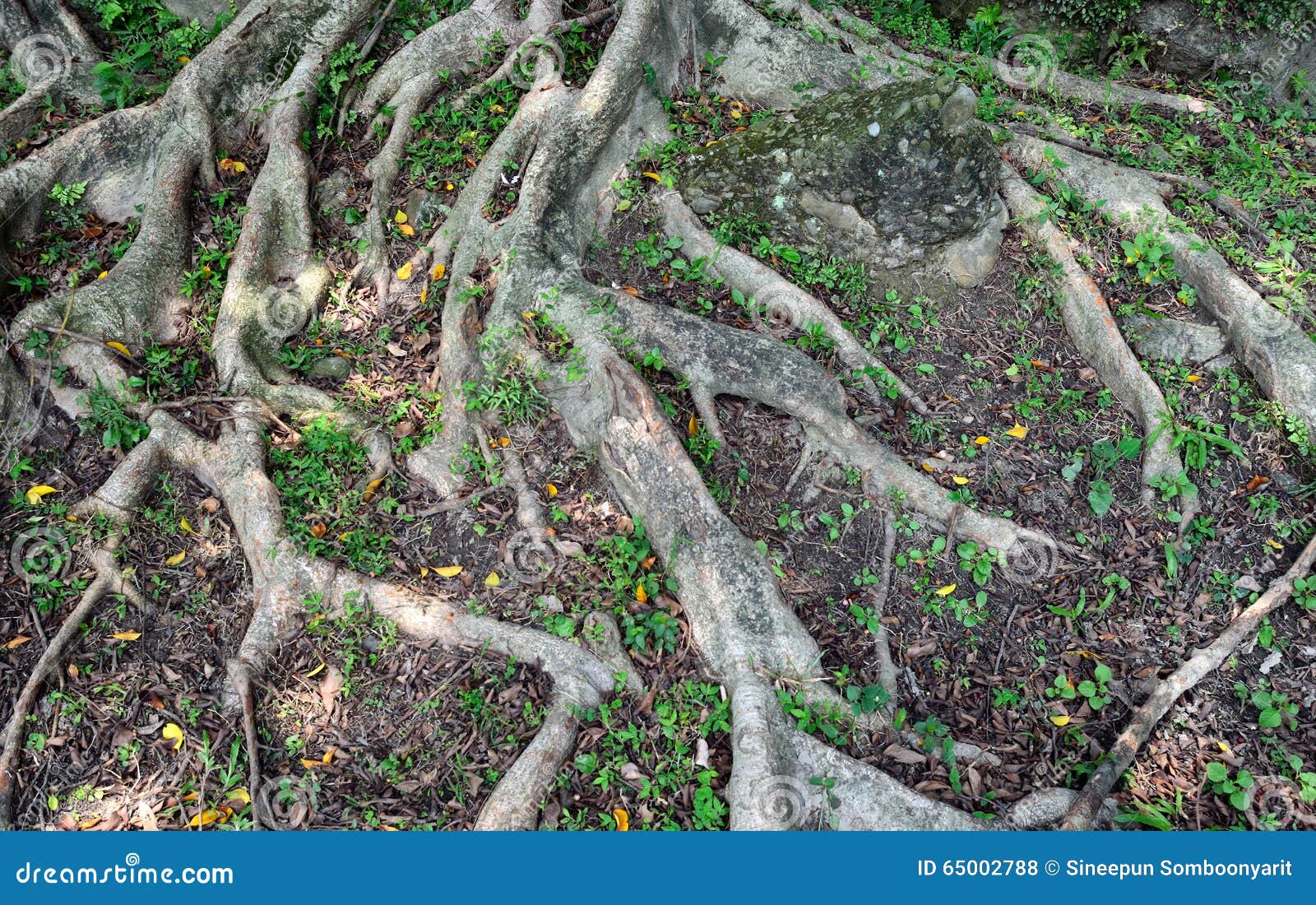 Large tree root texture stock photo. Image of nature - 65002788