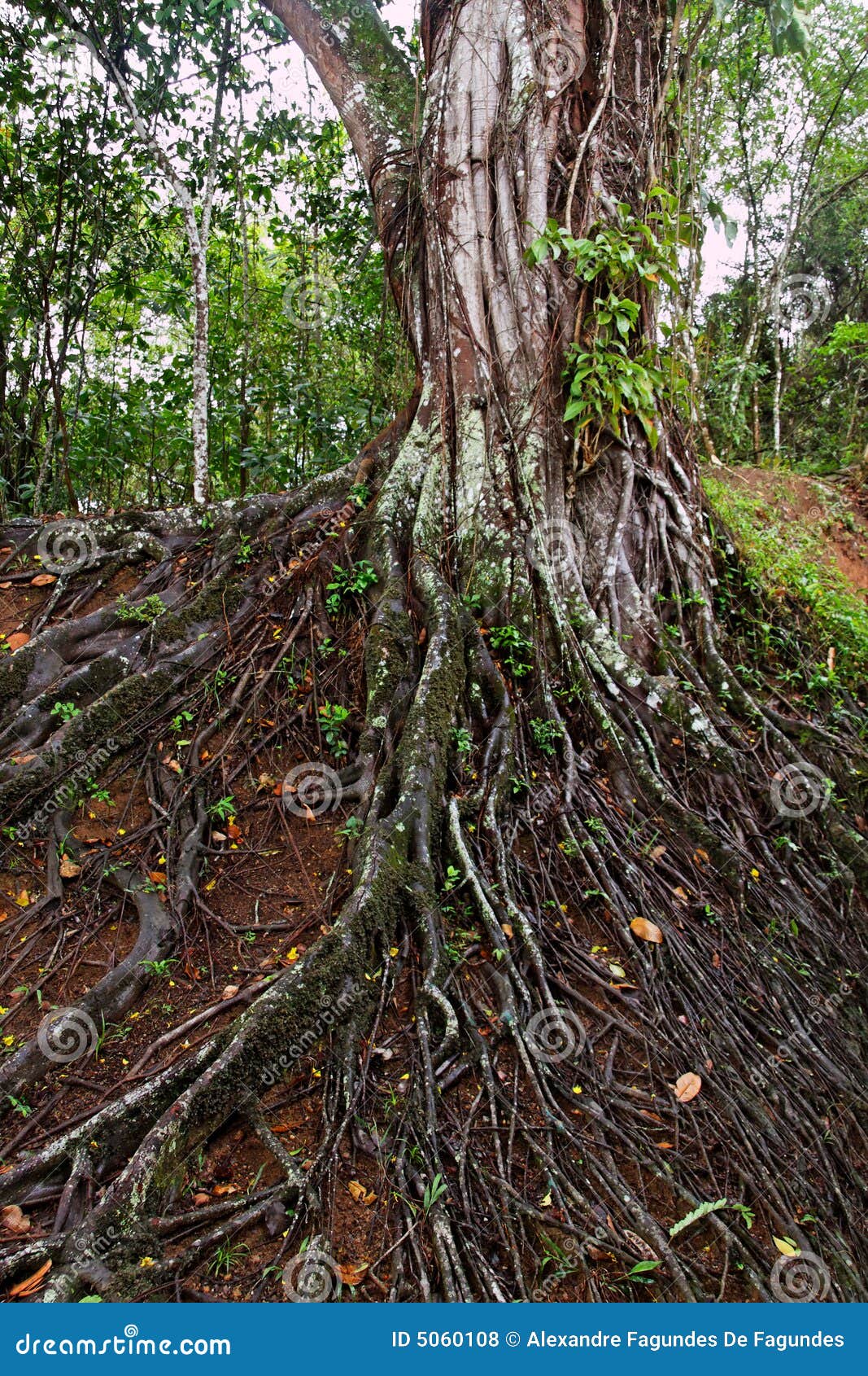 Large Tree Roots stock photo. Image of long, south, root - 5060108