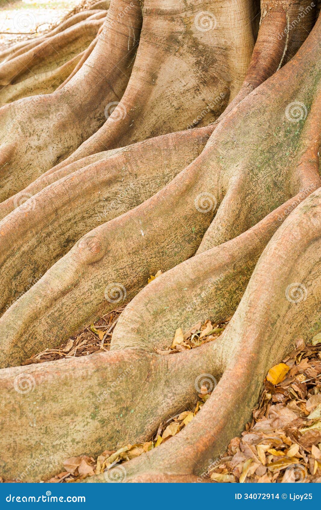 Large tree roots stock photo. Image of twisted, tree - 34072914