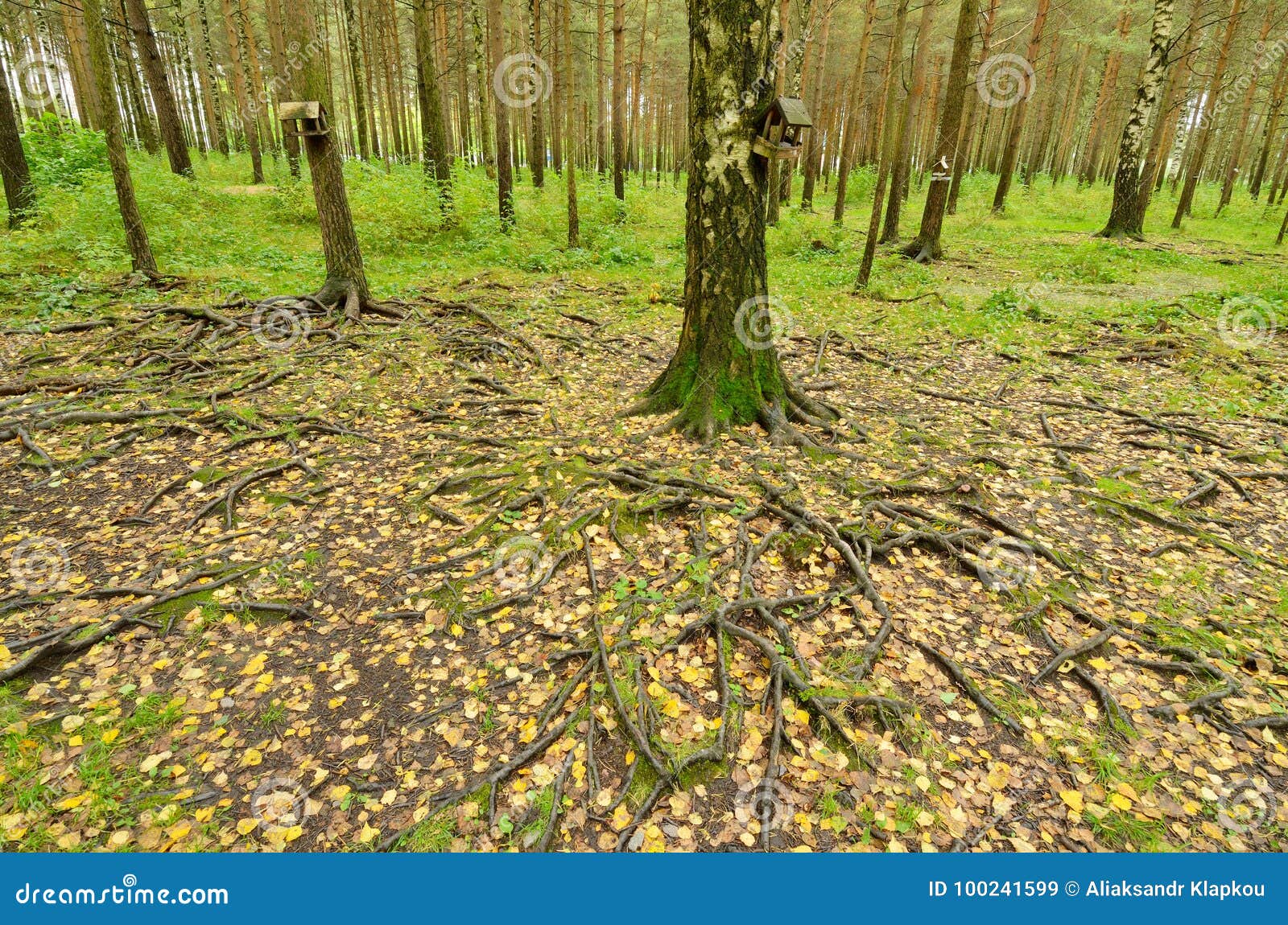 Large tree roots. stock image. Image of herb, tree, botanic - 100241599