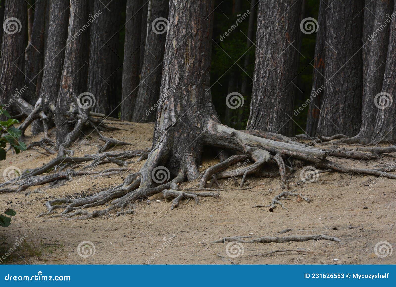 Large tree roots stock image. Image of autumn, wood - 231626583