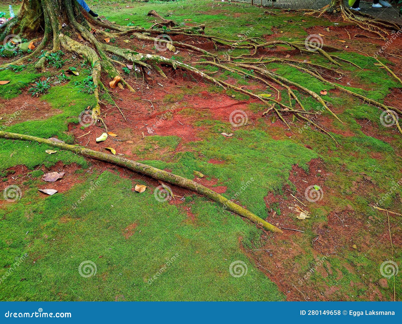 Large Tree Roots that Come Out on the Ground Overgrown with Moss Stock ...
