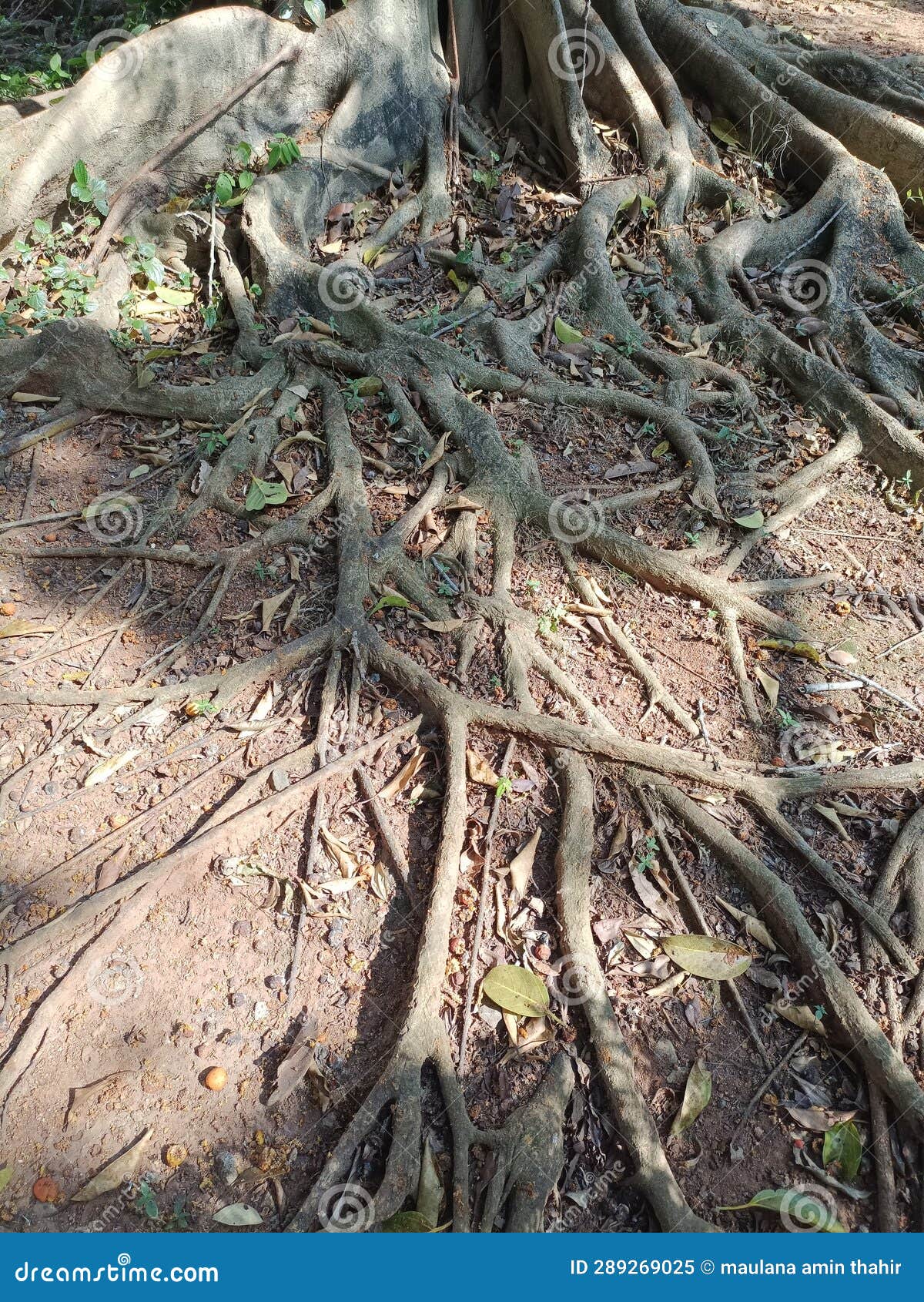 Large Tree Roots Creeping Around Every Corner Stock Image - Image of ...