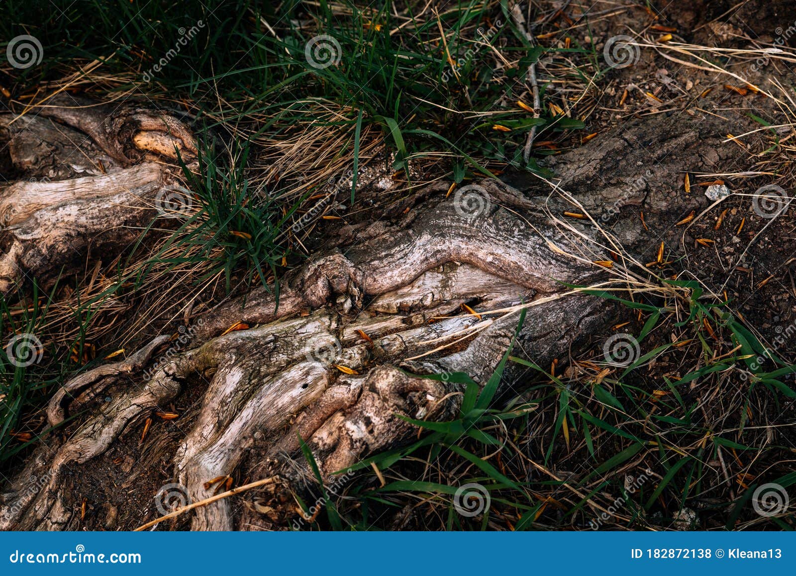 Large Tree Roots in the Grass Stock Photo - Image of wooden, season ...