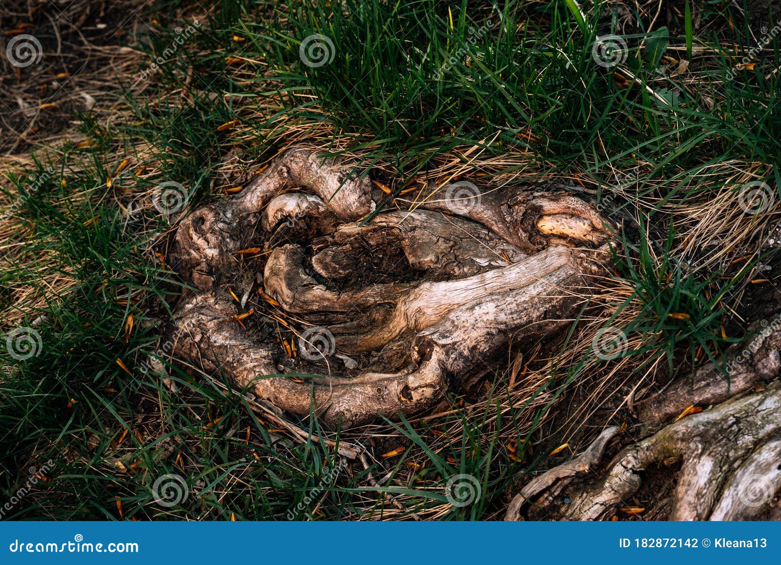 Large Tree Roots in the Grass Stock Photo - Image of natural, green ...