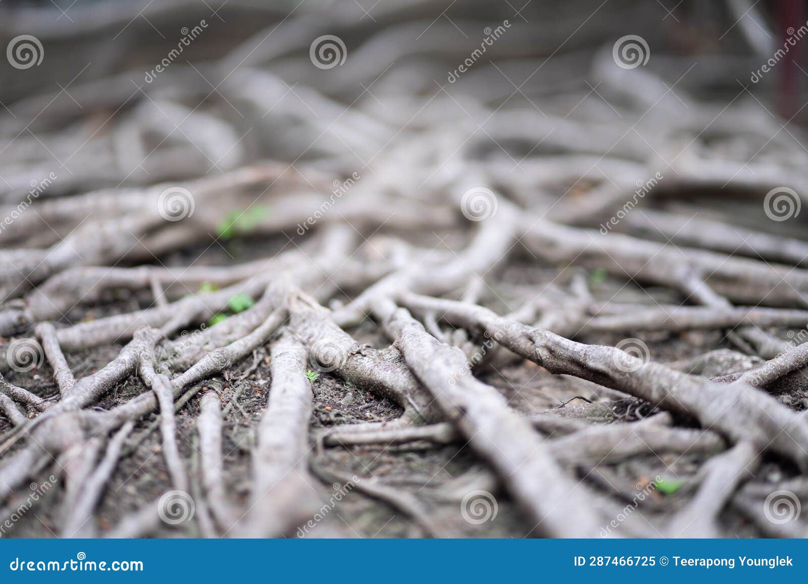 Large Tree Roots on the Ground Focus on a Specific Spot, the Background ...