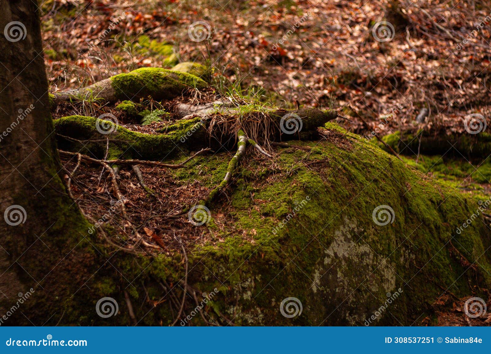 Large Tree Roots on the Ground Stock Image - Image of nature, ancient ...
