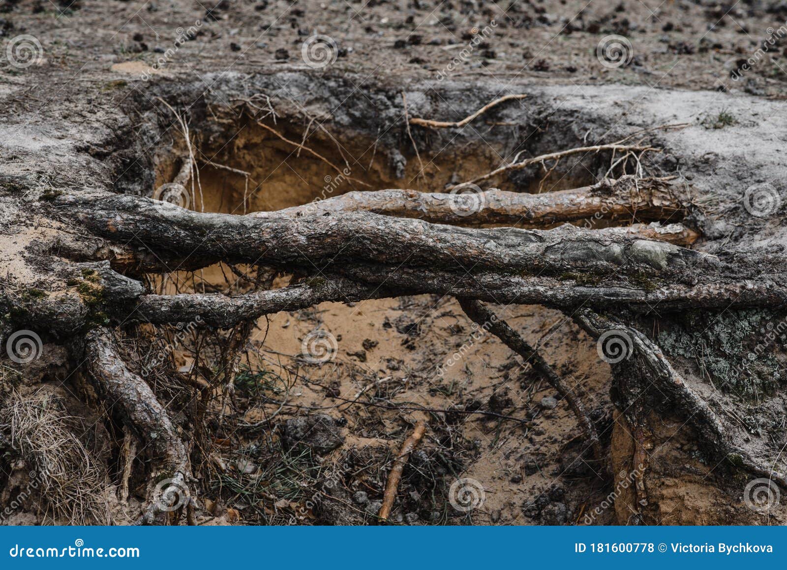 .large Tree Roots Grow on Top of the Ground Stock Photo - Image of ...