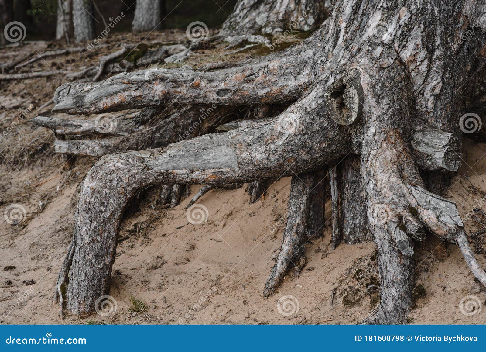 .large Tree Roots Grow on Top of the Ground Stock Photo - Image of ...