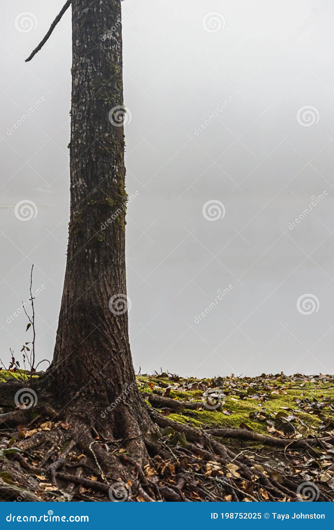 Large Tree Roots Growing Down into the Ground Stock Image - Image of ...