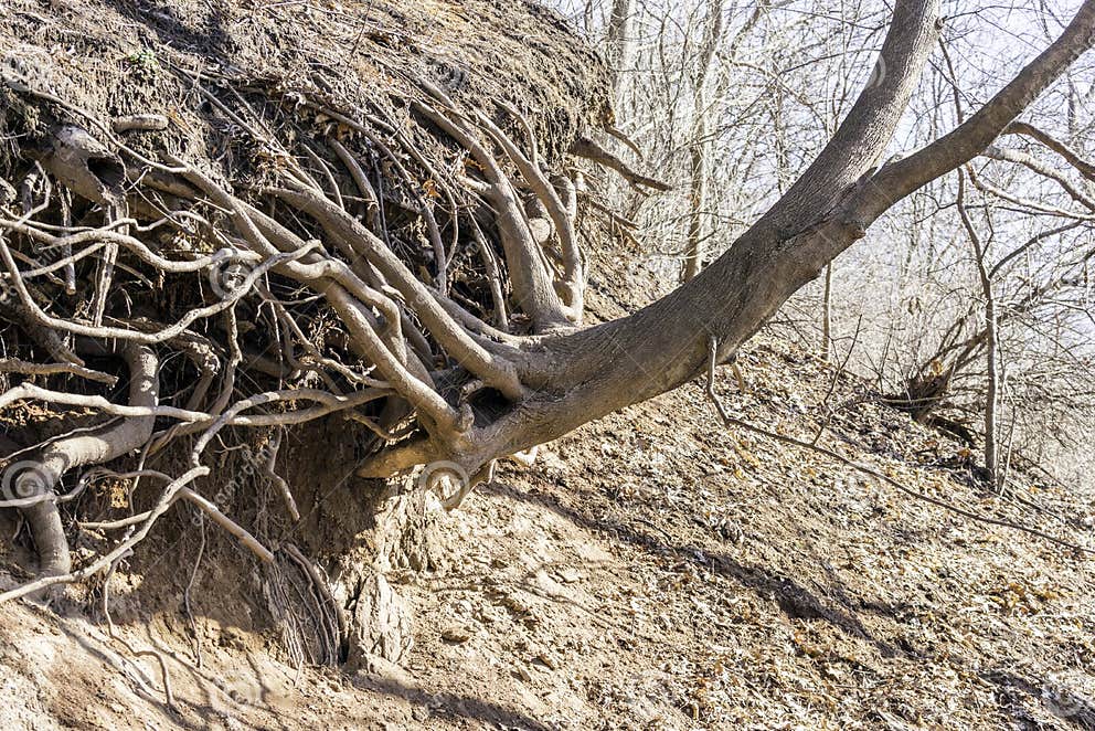 Large Tree and Roots Growing Out Sideways from a Steep Hill Stock Image ...