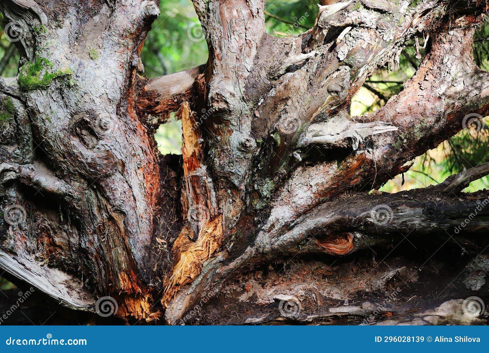 Large Tree Roots, Huge Rough Tree Rhizome Background Stock Image ...