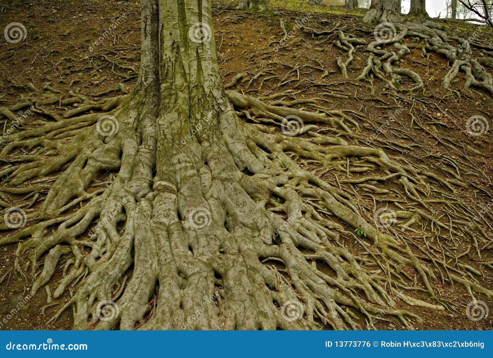 Large Tree Roots I Picture. Image: 13773776