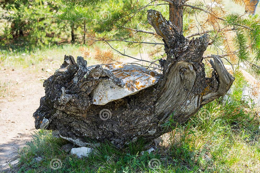 Large Tree Roots. an Ingrown Stone in the Roots of a Tree. a Tree ...