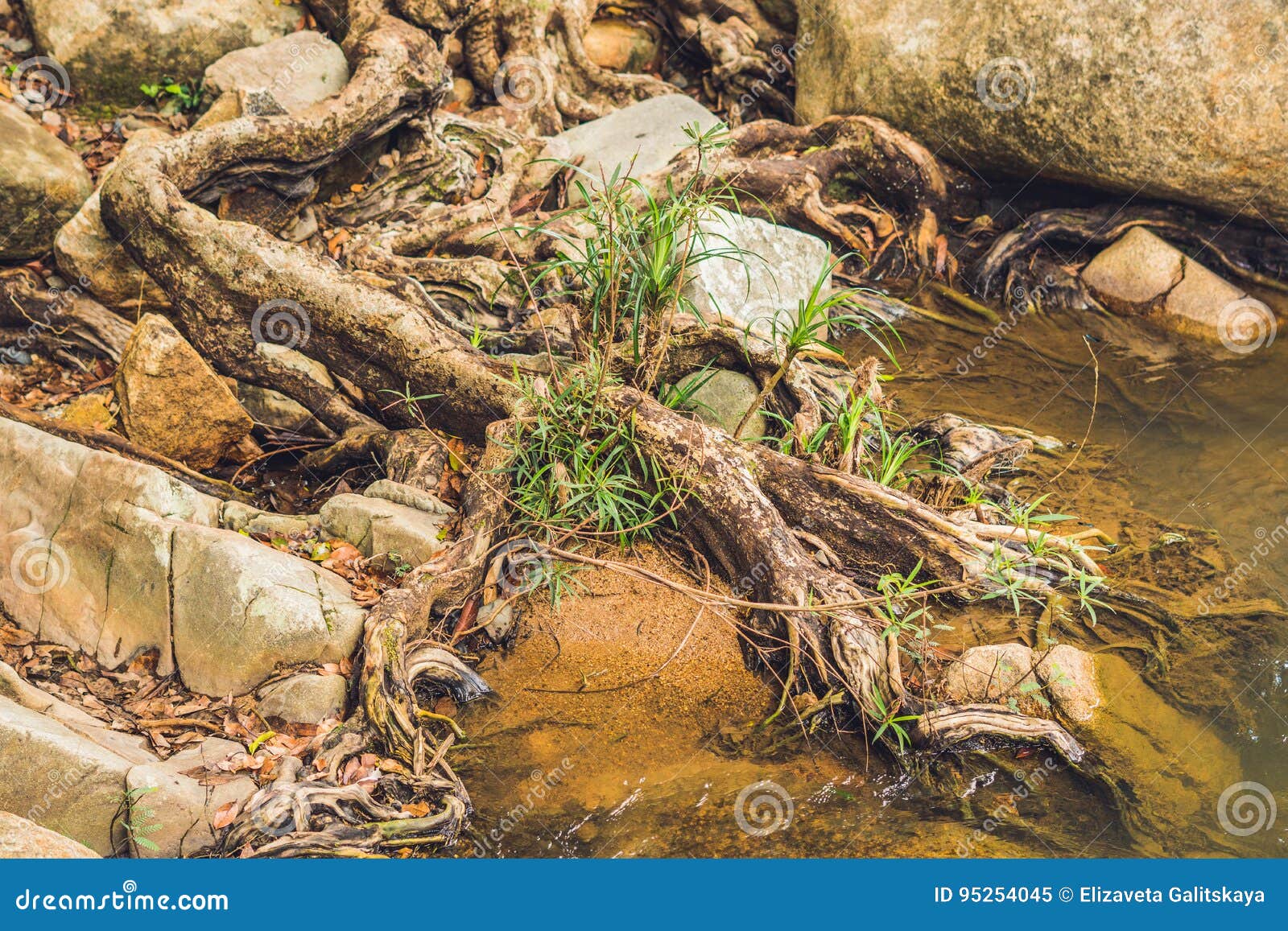 Large Tree Roots and Largest Stones in Tropical Forest Near River Stock ...