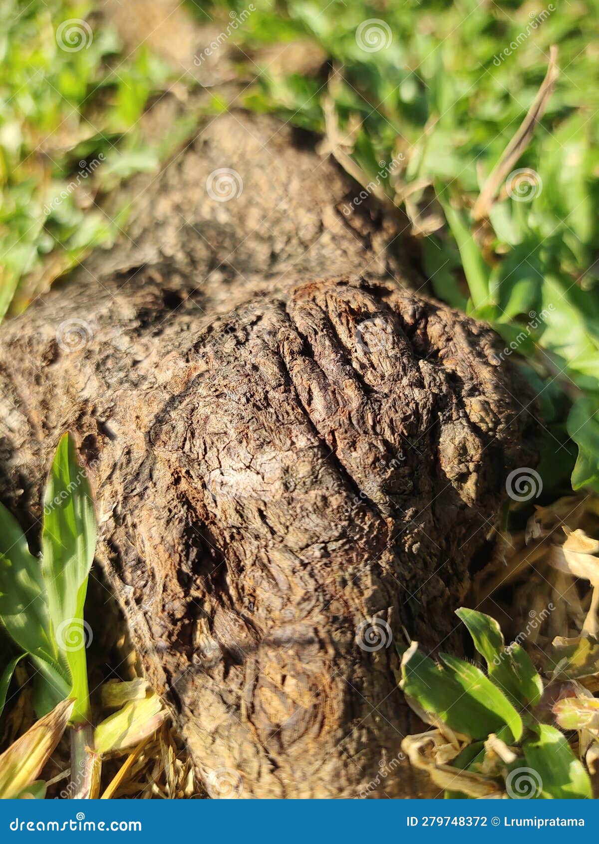 Large Tree Roots that Live Above the Ground Stock Photo - Image of ...