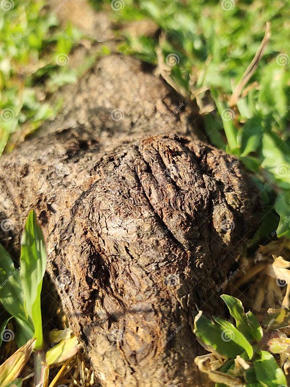 Large Tree Roots that Live Above the Ground Stock Photo - Image of ...