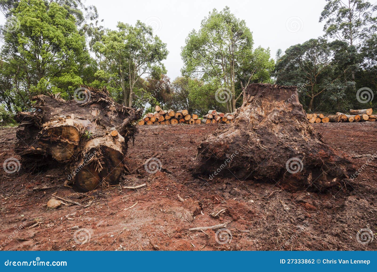 Large Tree Roots Logs stock photo. Image of nature, heavy - 27333862