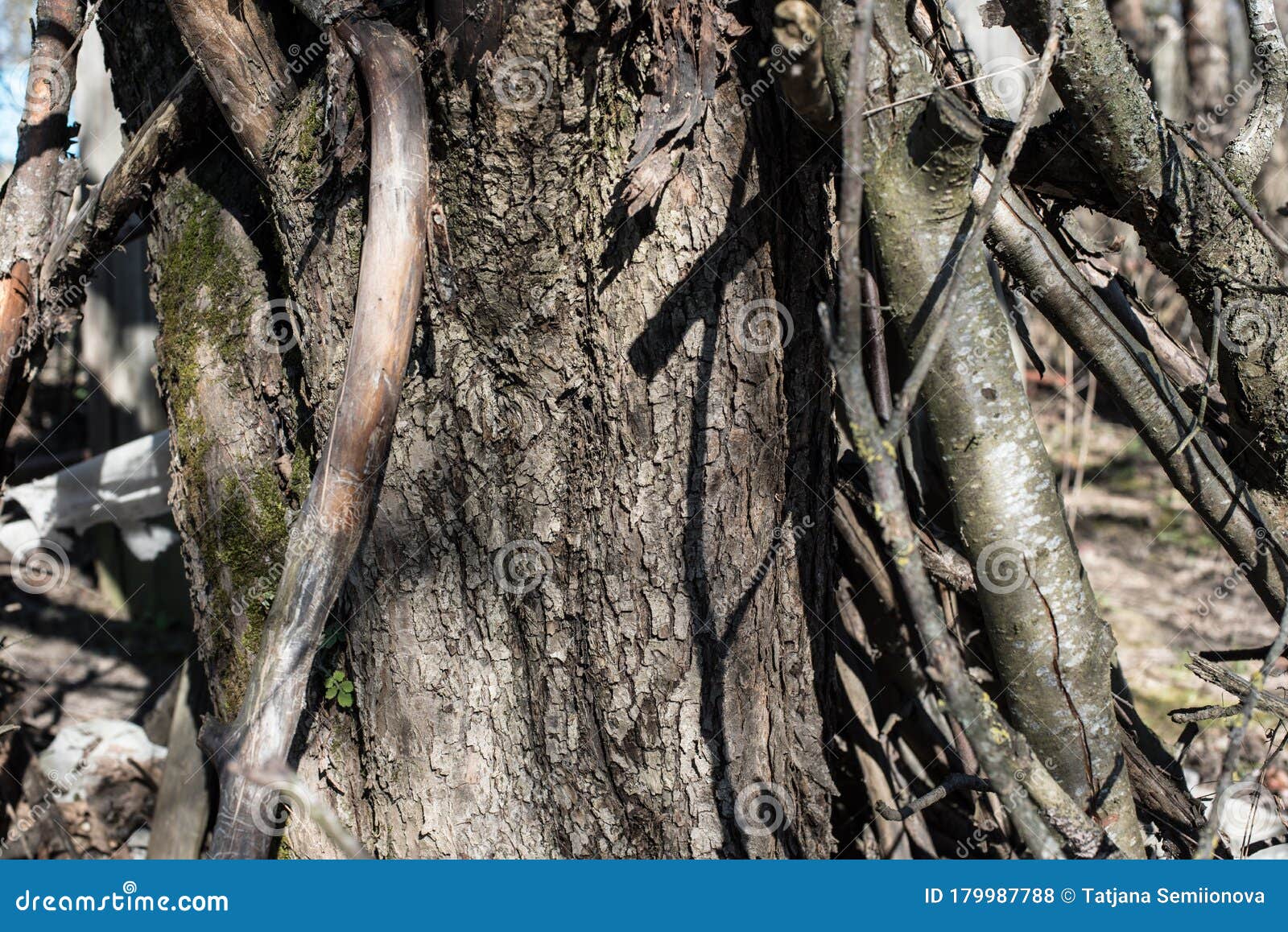 A Large Tree with Roots and Long Branches. Stock Photo - Image of pine ...