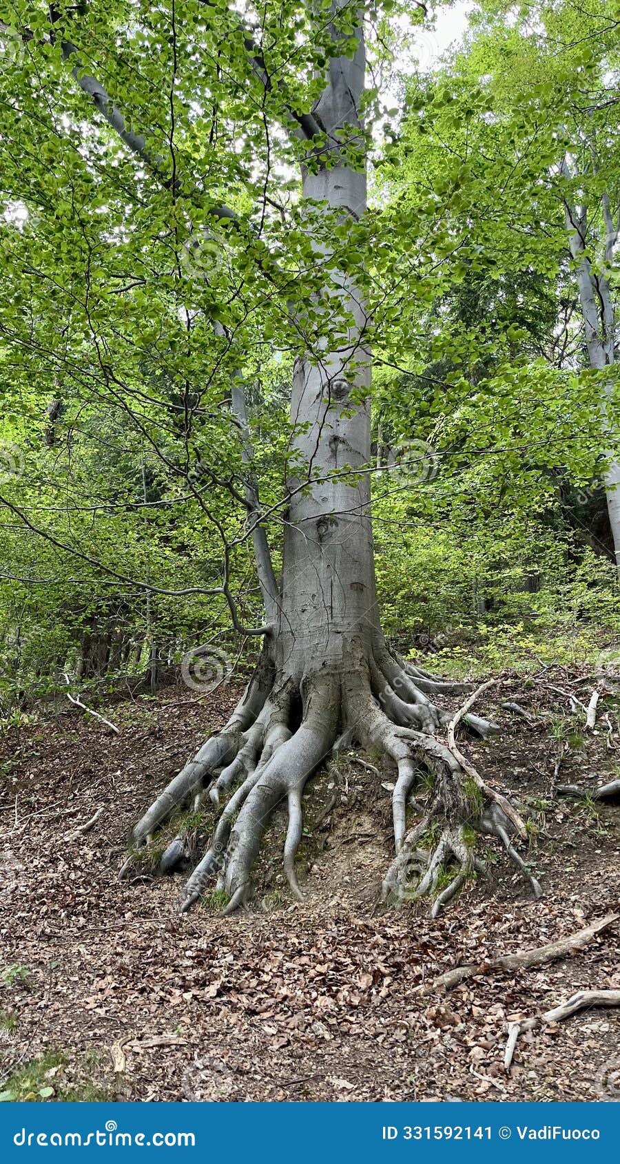 Large Tree Roots in a Mountain Forest. Poland Stock Image - Image of ...