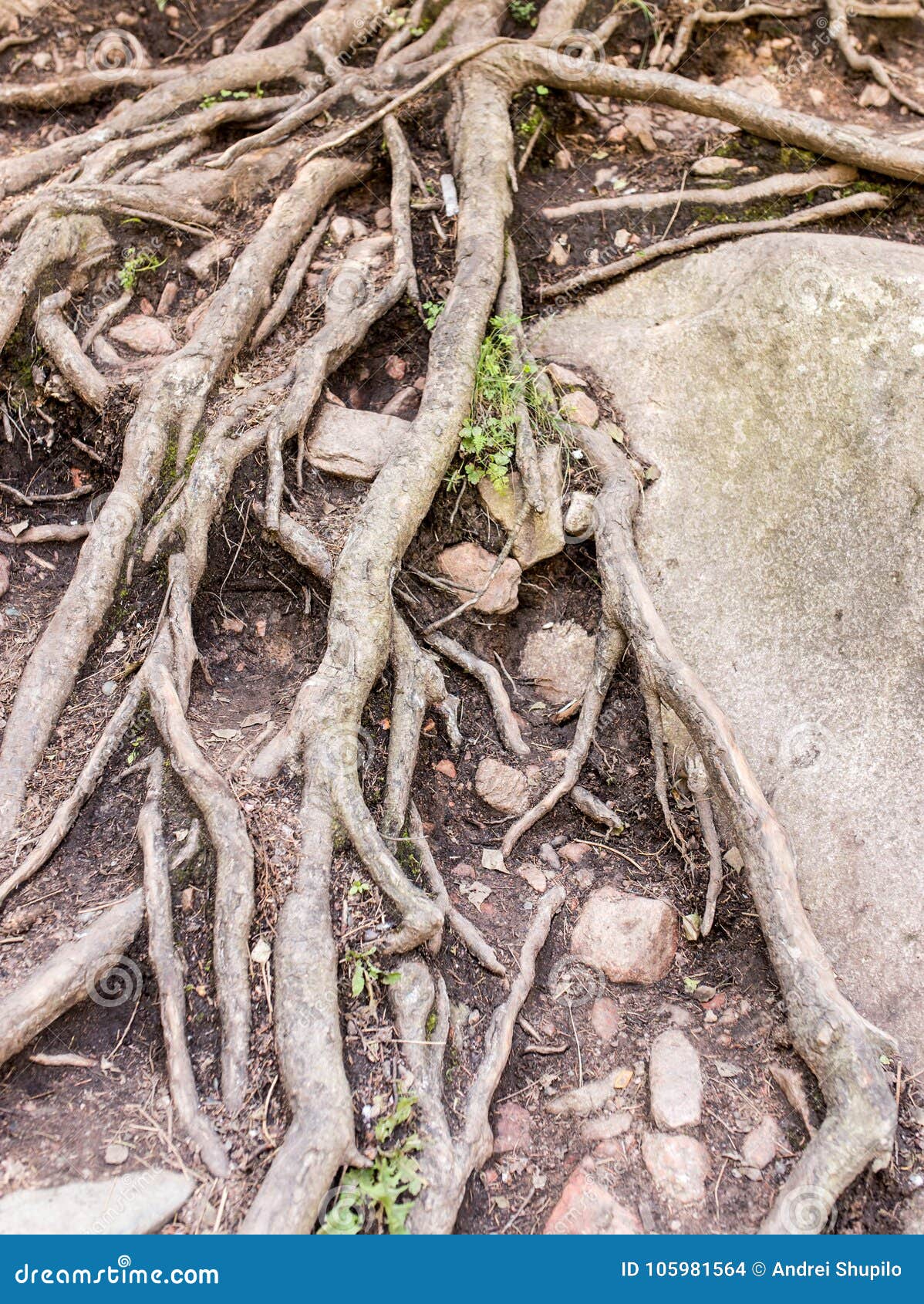 Large tree roots in nature stock photo. Image of tree - 105981564