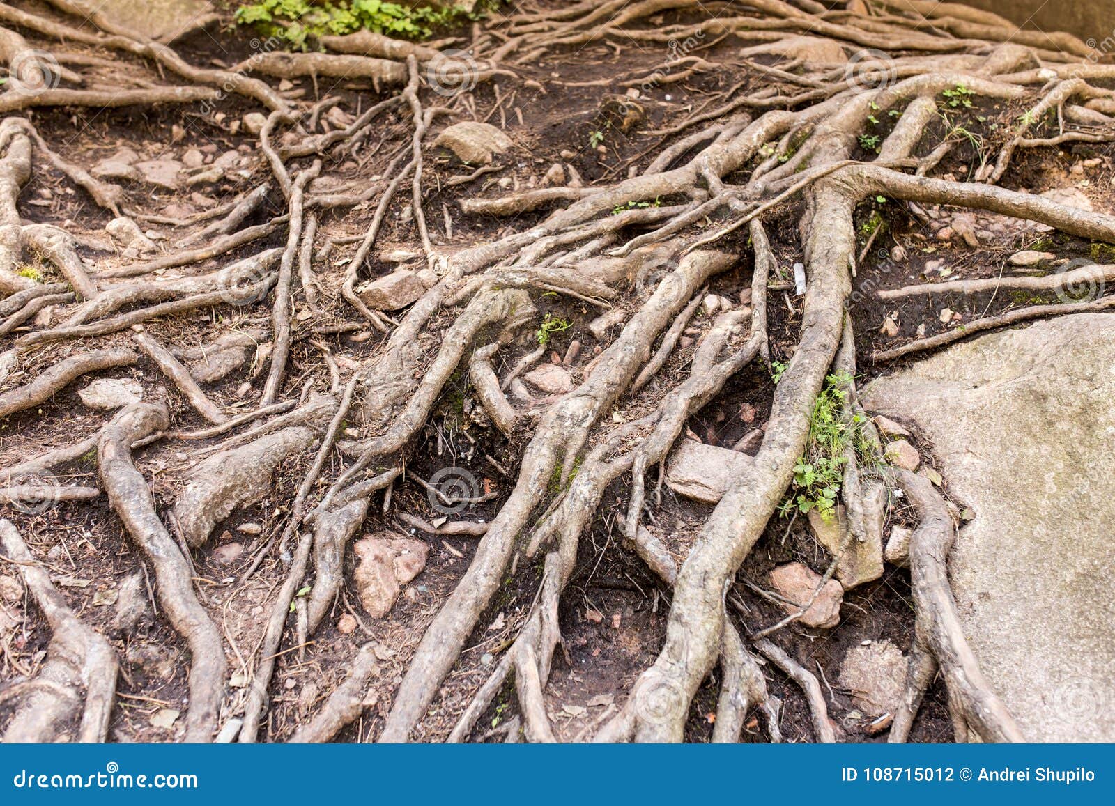 Large tree roots in nature stock photo. Image of root - 108715012