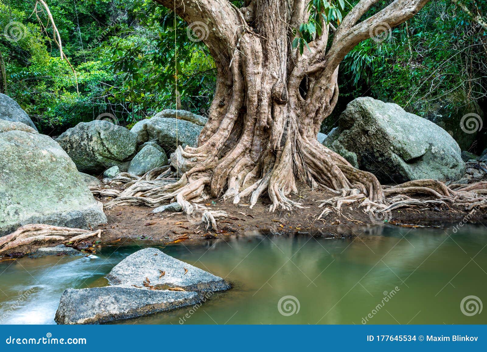 Large Tree Roots Near the River Stock Photo - Image of beautiful ...