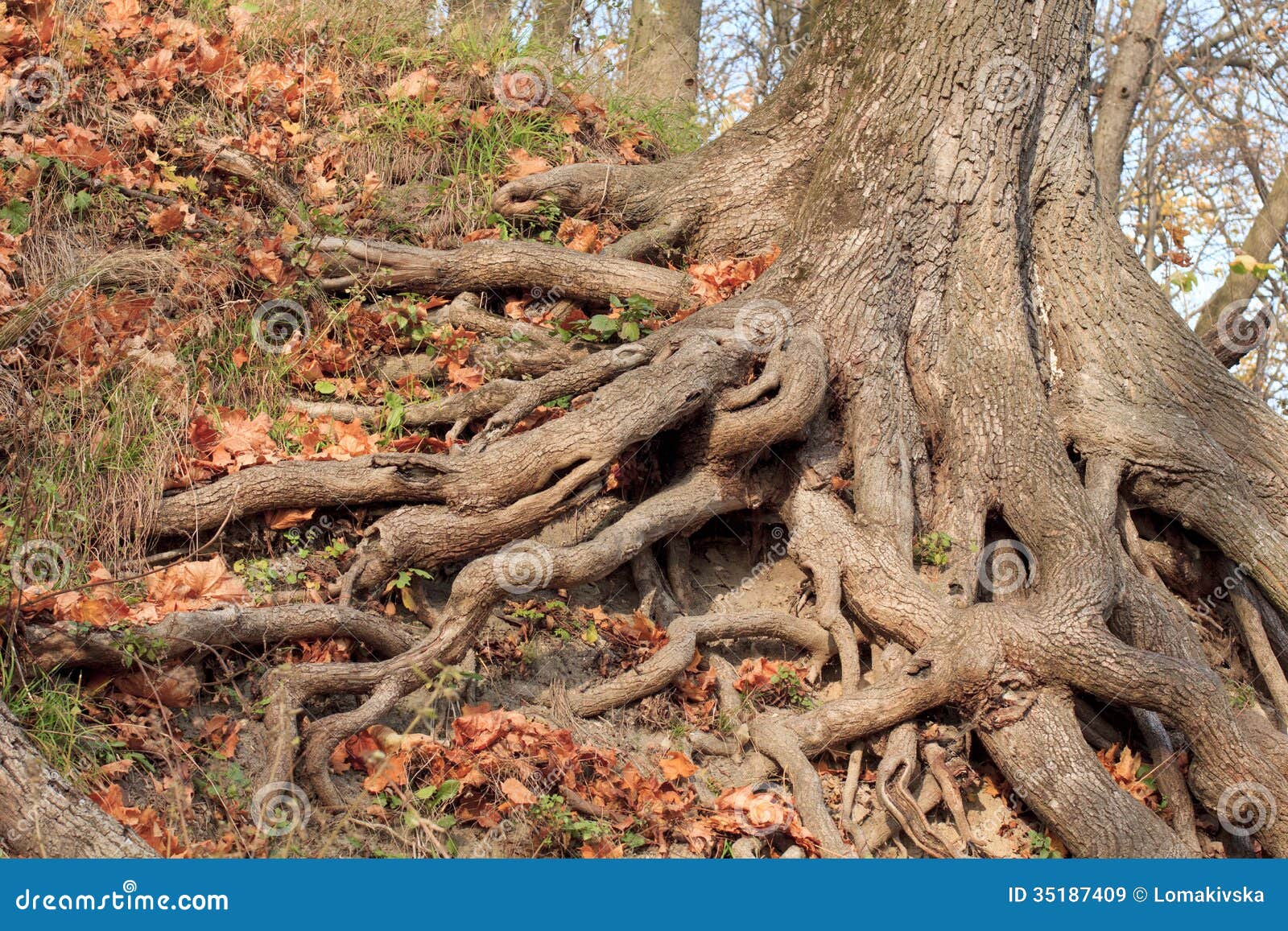 Large Tree Roots in the Park Stock Image - Image of plant, green: 35187409