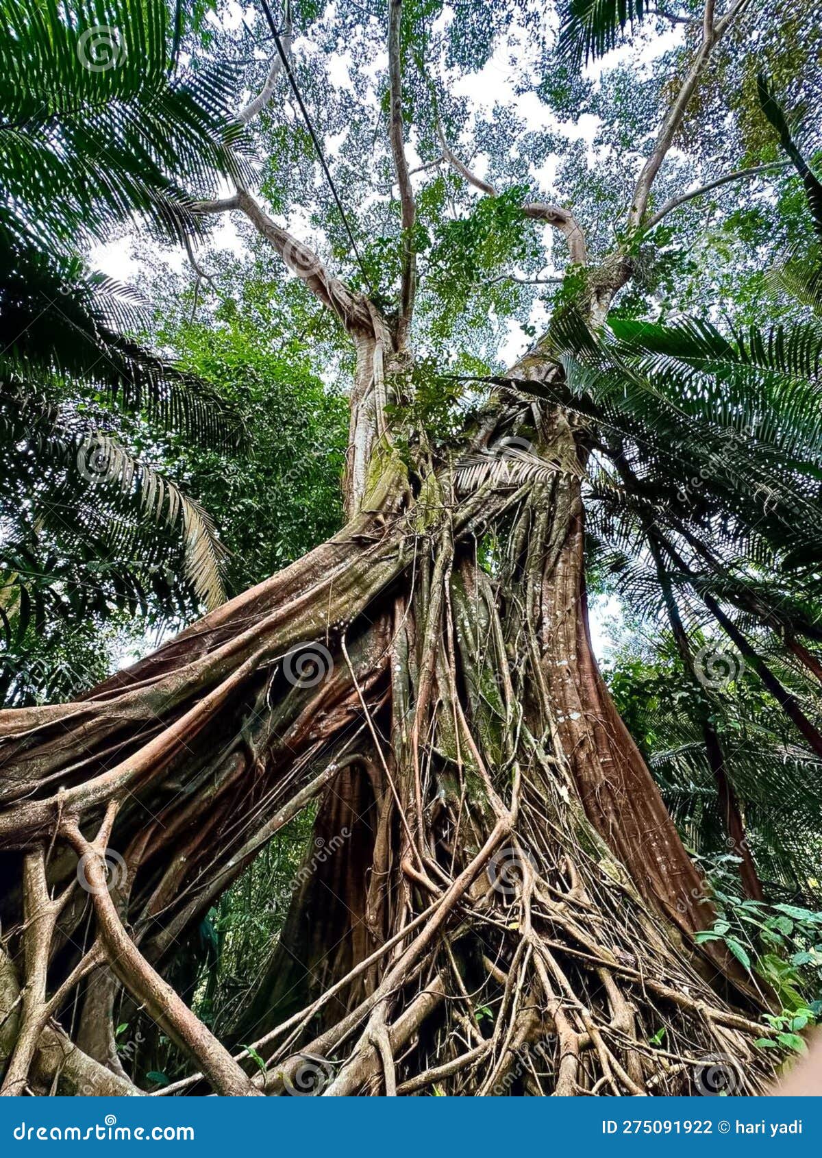 A Large Tree with Roots Reaching High Up Stock Photo - Image of forest ...